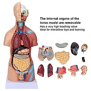 Body Internal Organs Model, Accurate Structure Human Torso Model for Hospital for School