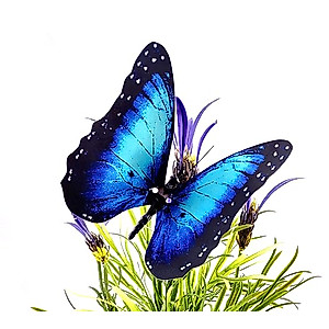 Flexinol Moving Butterfly (Blue Morpho)