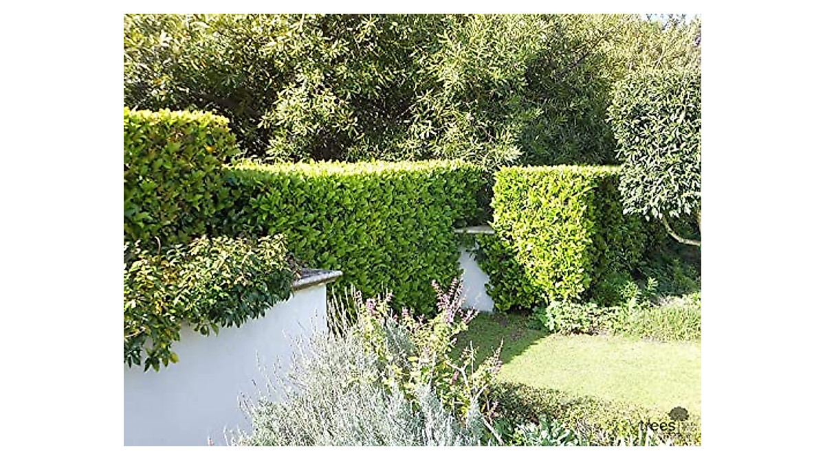 Sweet Viburnum Odoratissimum - Fast Growing Privacy Hedge Plants