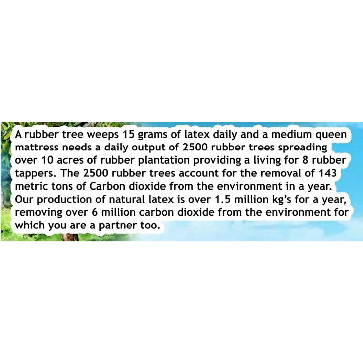 100% Natural Latex Mattress Topper - Medium - 3" King