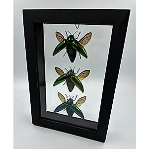 TAXIBUGS 3 Jewel Beetle (Sternocera Aeguisignata) – Preserved Taxidermy Insect Bug Collection Framed in a 3D Wooden Frame as Pictured Taxidermy (Transparent Background Black Wooden Frame)