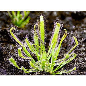 Carnivorous Plant Soil Mix, 1 QT Small Size Bag for Repotting, All Natural Ingredients Great for Venus, Sundews, and Pitcher Plants