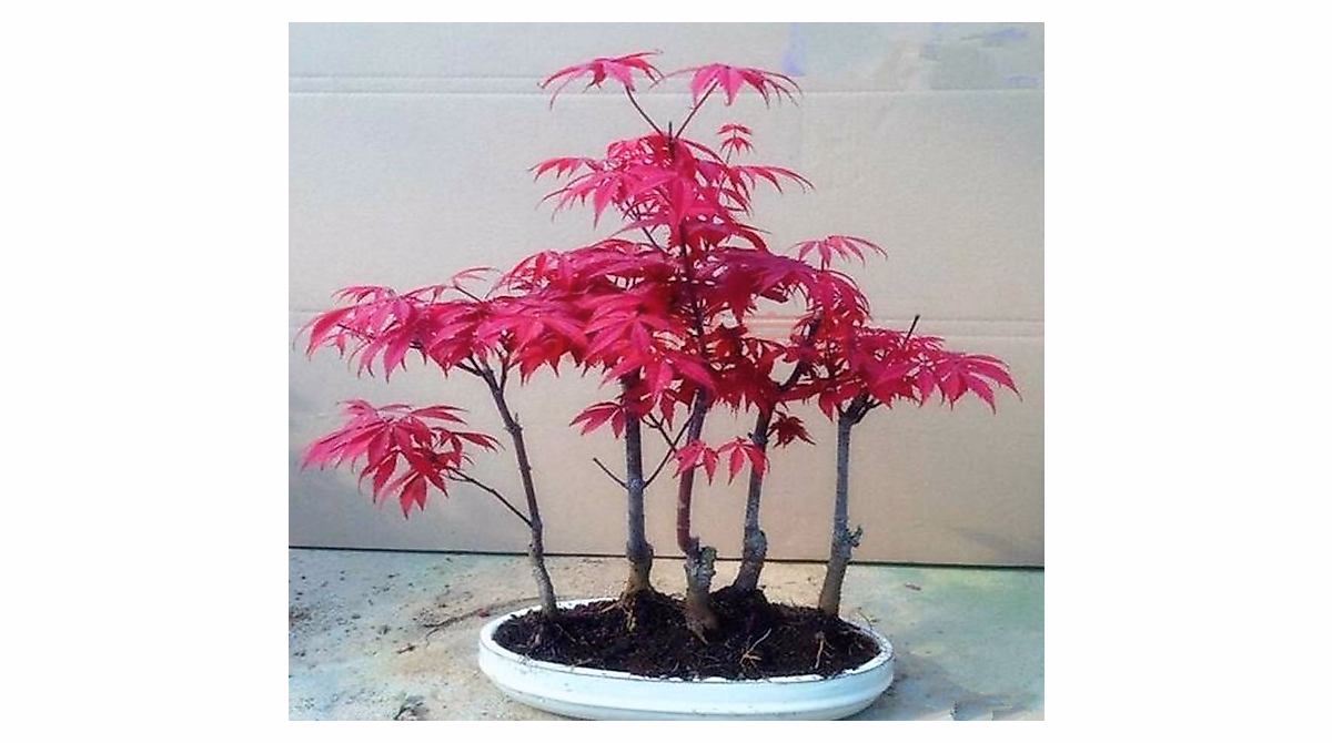 20+ Red Japanese Maple Bonsai Seeds - Grow Stunning Trees