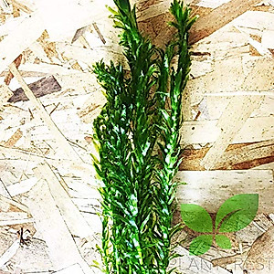 Planterest - Anacharis | Elodea Densa Imported from Grower Live Aquarium Plant Stems Decorations BUY2GET1FREE