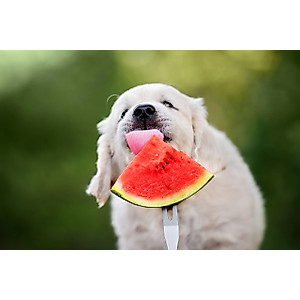 50 Sugar Baby Watermelon Seeds for Planting - Heirloom Non-GMO USA Grown Premium Fruit Seeds for Planting a Home Garden - Small Watermelon Citrullus Lanatus by RDR Seeds