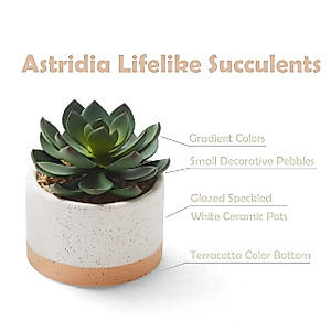 ASTRIDIA Artificial Succulent Plants in Ceramic Pots, Faux Assorted Succulents Fake Cactus Plants for Home Decor, Bedroom, Office, Desk, Living Room, Set of 3…
