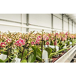 Feit Electric GLP24FS/19W/LED - Grow Light for Indoor Plants and Gardens - Full Spectrum 2ft LED Grow Light with Dual Bulb -24 Inch 19 Watt - Energy Efficient Lamp, Aluminum