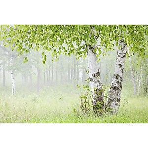 Posterazzi Birch trees in fogThunder bay ontario canada Poster Print, (38 x 24)