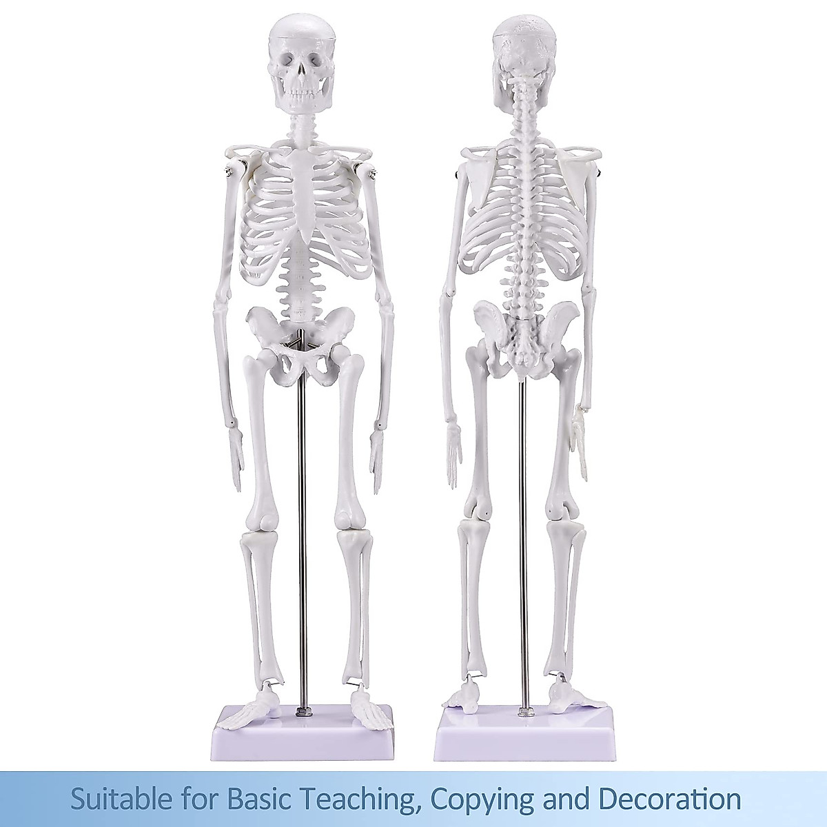17.7" Human Skeleton Model Anatomical Mini Skeleton Model with Metal Stand, Anatomy Skeleton Model Small with Removable Arms and Legs for Dental Office, Science Lab and Classroom