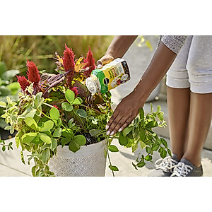 Miracle-Gro Water Soluble All Purpose and Shake 'N Feed Plant Food Bundle: Feeds Flowers, Vegetables, Trees, and Houseplants