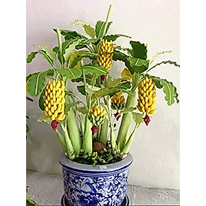 Seeds4planting - Seeds Ornamental Banana Exotic Tree Indoor Dwarf Perennial Flowers Non GMO