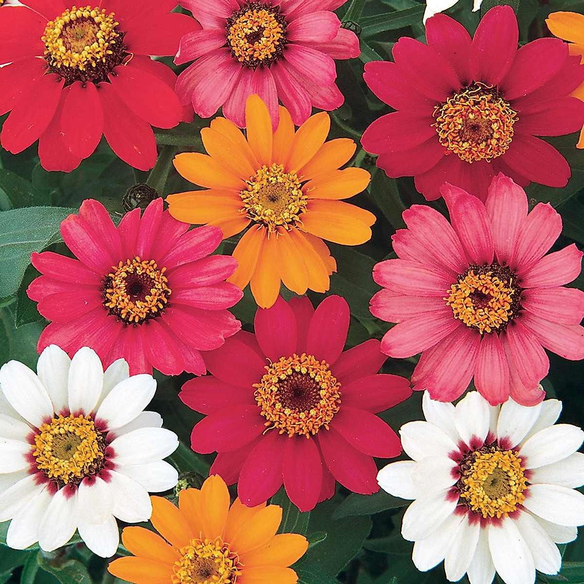 Burpee Pinwheel Mix Zinnia Seeds 150 seeds