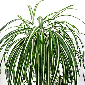 GWOKWAI 2Pcs Artificial Chlorophytum, 25.5in Faux Plant Hanging Basket Simulation Ivy Green Leaves Fake Wall Hanging Plants for Home Garden Office Verandah Wedding Decoration