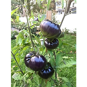 Black Beauty Beefsteak Heirloom Tomato Premium Seed Packet