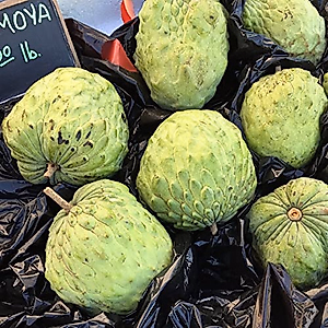 CHUXAY GARDEN Atemoya,Custard Apple Tree 10 Seeds Sweet Fruit Green Health Organic Naturally Occurring Hybrid Tree Great Gardening Gifts