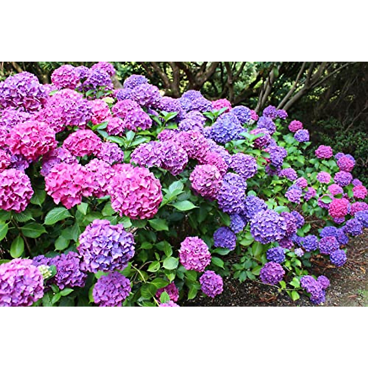 100+ Mixed Hydrangea Seeds for Planting Fast Growing Shrub Flowers Bush Plants Beautiful Smell Outdoor Garden Decor Home Perennial