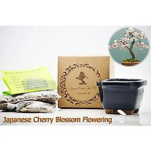 9GreenBox: Bonsai Seed Kit - Japanese Cherry Blossom