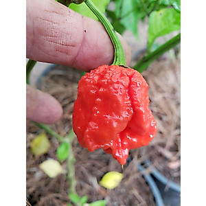 Fresh Super Hot Peppers - Mixed Box: Carolina Reapers, Ghost, Scorpion, ETC.