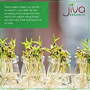 Jiva Organic Mung Bean - Mung Moong Beens Whole for Sprouting and Cooking - 2 lb Bean Bag – Indian Spices