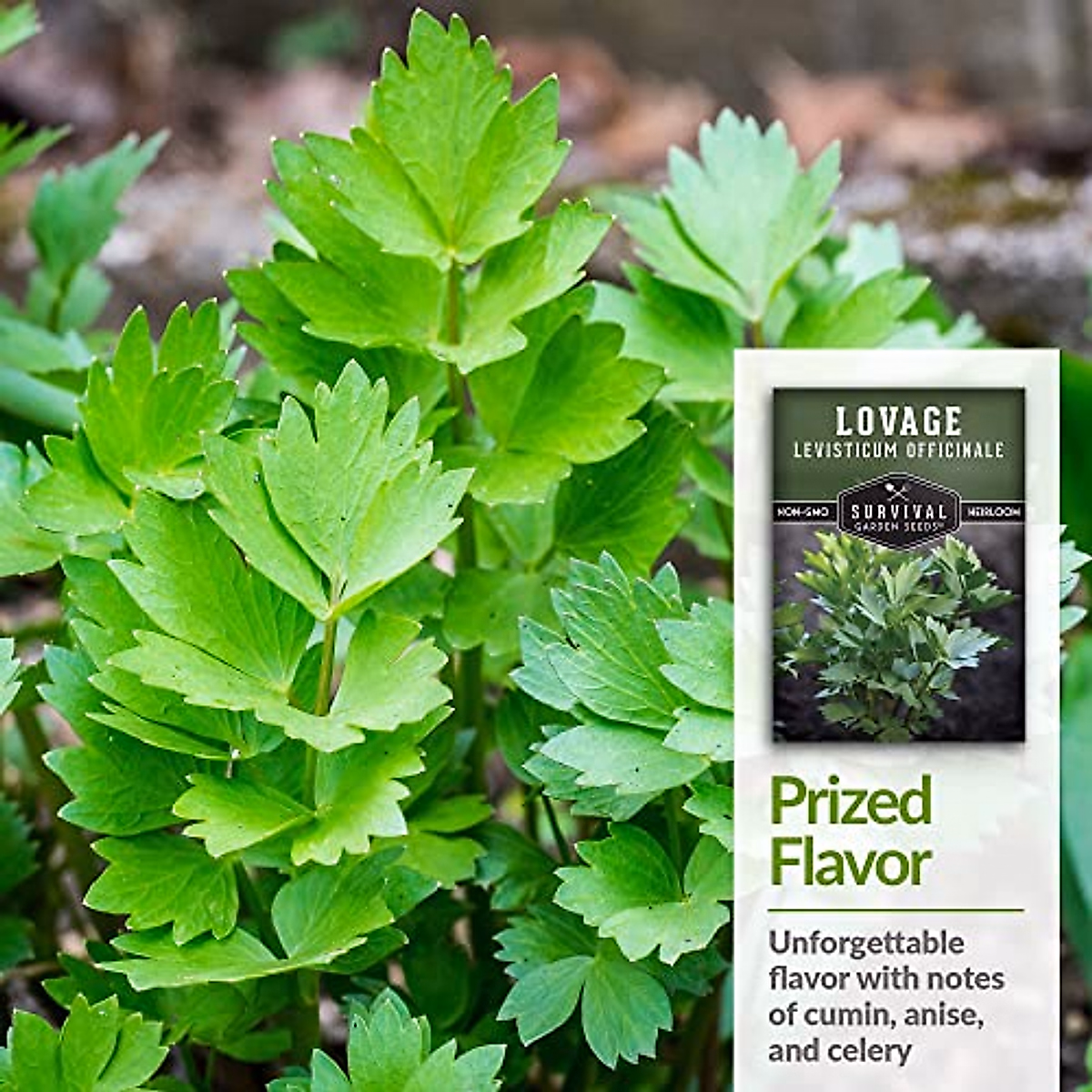 Survival Garden Seeds - Lovage Seed for Planting - 3 Packs with Instructions to Plant and Grow Perennial Levisticum Officinale Culinary Herb in Your Home Vegetable Garden - Non-GMO Heirloom Variety