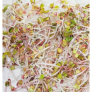 Garden Trio Sprouting Mix Seeds, 1/2 Pound/ 8 Ounces , "COOL BEANS n SPROUTS" Brand, This is a Mix of Broccoli, Radish and Alfalfa Seeds.