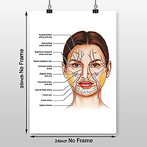 Facial Artery Muscle Poster Muscle Canvas Wall Art Facial Anatomy Poster for Hospital Clinic Decor Doctor Artwork Facial Vessels Poster Hospital Pictures Vessels Detailed Art Print 16x24inch No Frame