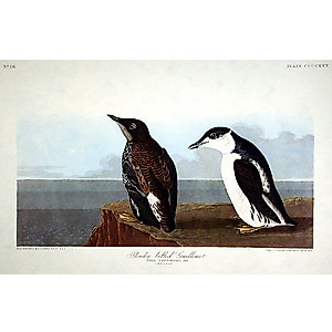 Slender-billed Guillemot. From"The Birds of America" (Amsterdam Edition)