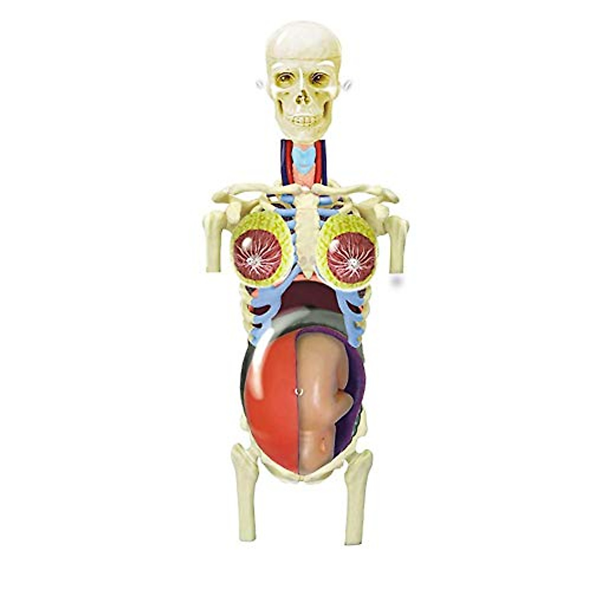 Anatomy Model of Human Internal Organs—Anatomical Model of Human Pregnancy and Pregnancy Organs—37 Parts—Science Education