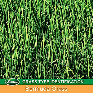 Scotts EZ Seed Patch and Repair Bermudagrass, 10 lb. - Combination Mulch, Seed, and Fertilizer - Tackifier Reduces Seed Wash-Away - Even Grows in Scorching Heat - Covers up to 225 sq. ft.