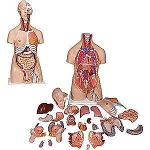 ERCTOO Human Body Model - Torso Anatomical Model - Human Torso Anatomy Model 23 Pcs Removable Parts with Heart Visceral Brain Skeleto for Preschool & School Science Medical Education Display 85cm
