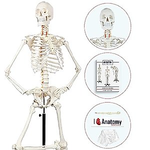 Anatomy Skeleton Model, Adult Human Anatomical Skeletal Model - Made for Students, Teachers, Medical Professionals - Includes Bone Anatomy Numbering Guide, Dust Cover & Stand - Made by Axis Scientific