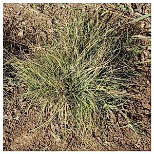 Everwilde Farms - 100 Buffalo Grass Native Grass Seeds - Gold Vault Jumbo Seed Packet