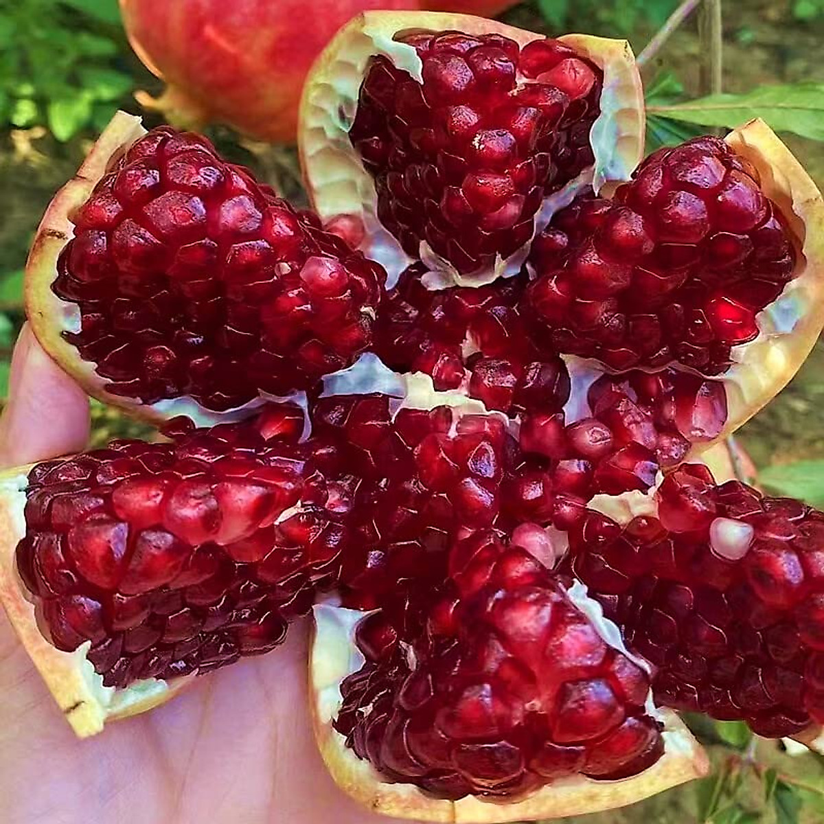 Pomegranate Live Tree Plant Seedling,14-17inch Height, Very Large Orange Red Fruit with Red Arils and Sweet Tart Juice Great for Home and Garden Yards Planting