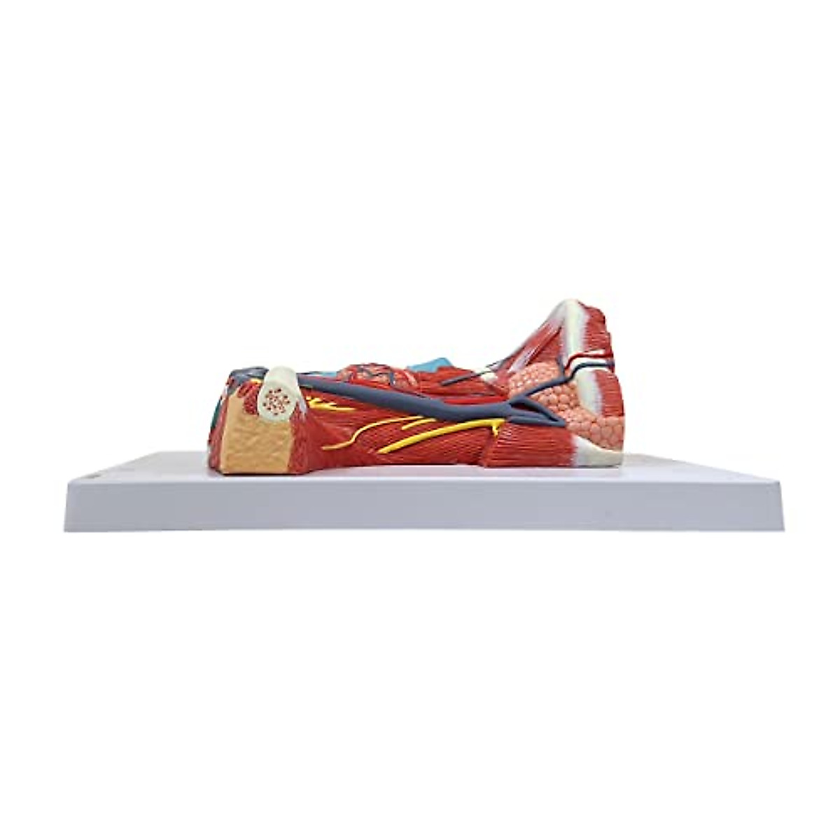 Axis Scientific Human Neck and Throat Anatomy Model | View Into Throat Showing Arteries, Veins, Muscles and Bones | Comes on Base with Product Manual