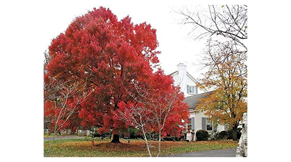 Carolina RED Scarlet Maple Tree Seeds - Vibrant Foliage & Wildlife