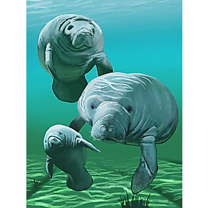 40x50 Blanket Comfort Warmth Soft Plush Throw for Couch Underwater Manatee Family Green