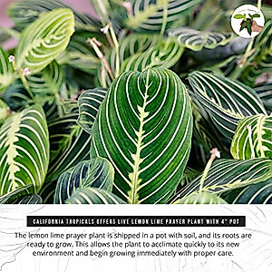 California Tropicals Lemon Lime Prayer Plant - Maranta - Rare Variety Live House Plant - Tropical Decor - Unique Real Plants Interior Garden Outdoors Supplies - Small Pot - 4 Inch Potting Decor