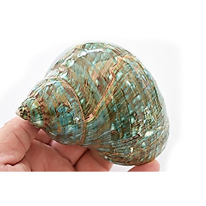 Extra Large Polished Jade Turbo (3" - 3 1/2") 1 1/2" Opening Beach Crafts Nautical Decor Large Hermit Crabs - Florida Shells and Gifts