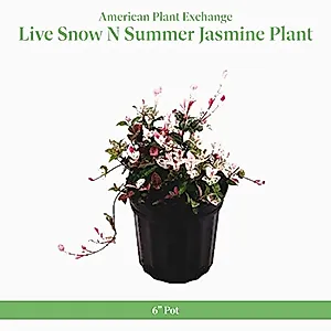 American Plant Exchange Snow & Summer Jasmine - Fragrant White Blooms, Climbing Vine, Ideal for Trellises, Gardens, and Patio Decor