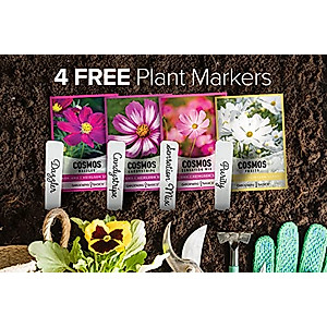 Cosmos Seeds for Planting Outdoors Flower Seeds (4 Variety Pack) Cosmos Candystripe, Sensation Mix, Dazzler, Purity Pink and White Varieties for Bees, Pollinators Wildflower Seed by Gardeners Basics