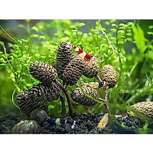 Aquatic Arts 50 Alder Cones | Shrimp Aquarium Decorations |pH Reducer & Buffering Water Treatment |Freshwater Fish Tank Supplies/Accessories