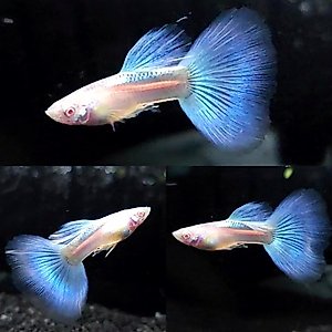 Tropical Live Fish - 1 Breeding Pair Blue Topaz Live Guppy Fish for Aquarium, Live Fish Freshwater