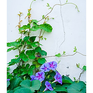 300+ Mixed Morning Glory Seeds for Planting, Wonderful Climbing Heirloom Vine, Beautiful Perennial Flowers, Non - GMO Seeds, Easy to Plant