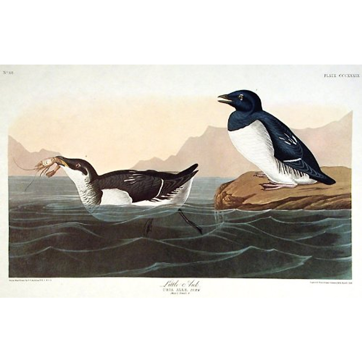 Little Auk. From"The Birds of America" (Amsterdam Edition)