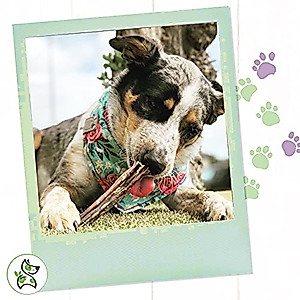 Nature Gnaws Bully Sticks for Dogs - Premium Natural Beef Dental Bones - Long Lasting Dog Chew Treats for Aggressive Chewers - Rawhide Free - 5-6 Inch