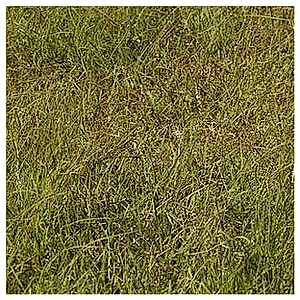 Everwilde Farms - 100 Buffalo Grass Native Grass Seeds - Gold Vault Jumbo Seed Packet