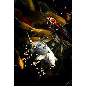 Blue Ridge Koi Fish Food 2lb - Koi Food 3/16” Cool Water Wheat, Goldfish Food, Premium Fish Food for Ponds, Ponds Fish Food, Koi Food Fall and Winter Fish Food, Floating Pond Pellets