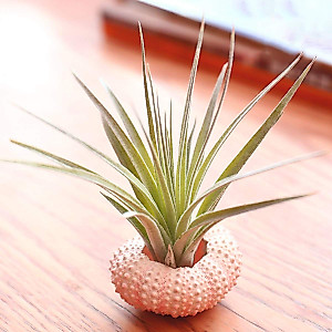 Hemoton 4Pcs Sea Urchin Shells Air Plant Planter Holder Tillandsia Small Container Plant Bonsai Cactus Pot Decorative Home Decor for Desktop