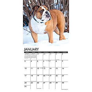 Just Bulldogs 2021 Wall Calendar (Dog Breed Calendar)