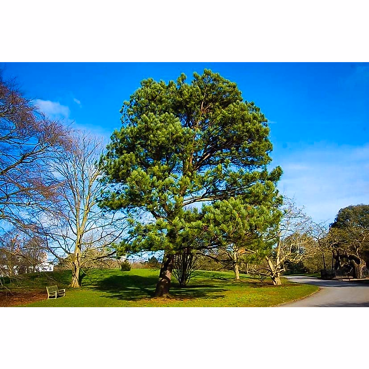 Loblolly Pine Tree | 3 Live Plants | Pinus Taeda | Fast Growing Stately Shade Tree
